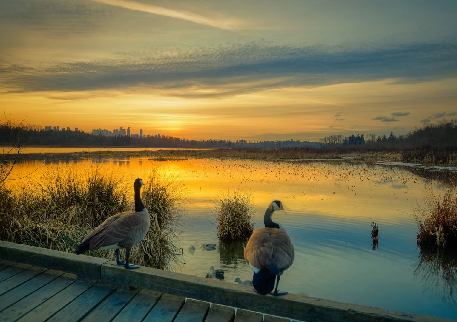 Burnaby Lake，一个心静的地方
